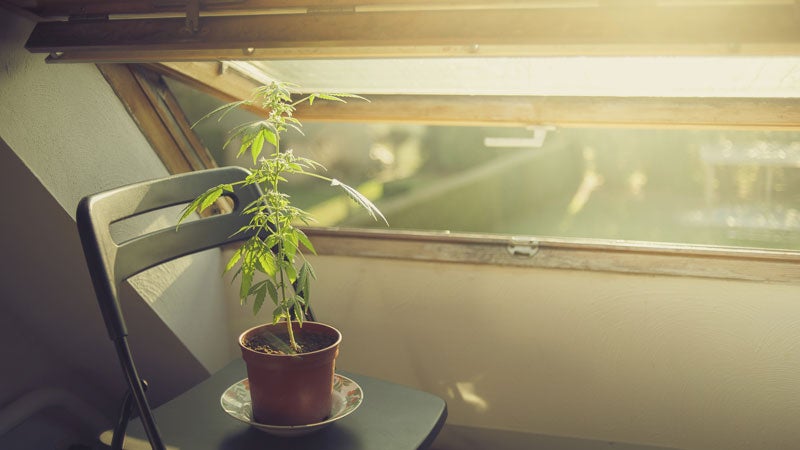 Marijuana Odor Prompts New Detection Device