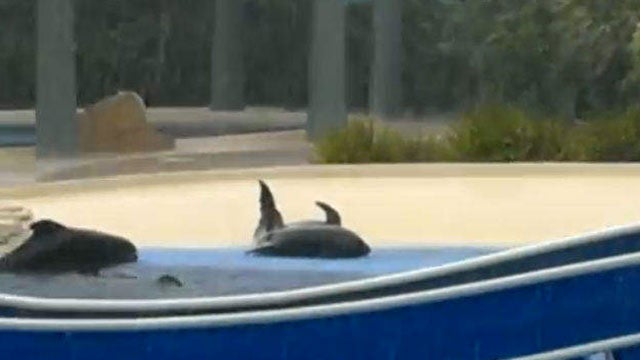 WATCH: SeaWorld Pilot Whale Gets Stuck on Side of Tank