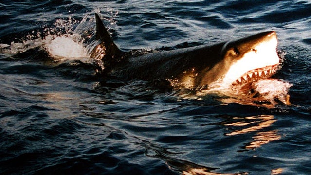 Shark Attacks Surfer Off Hawaii