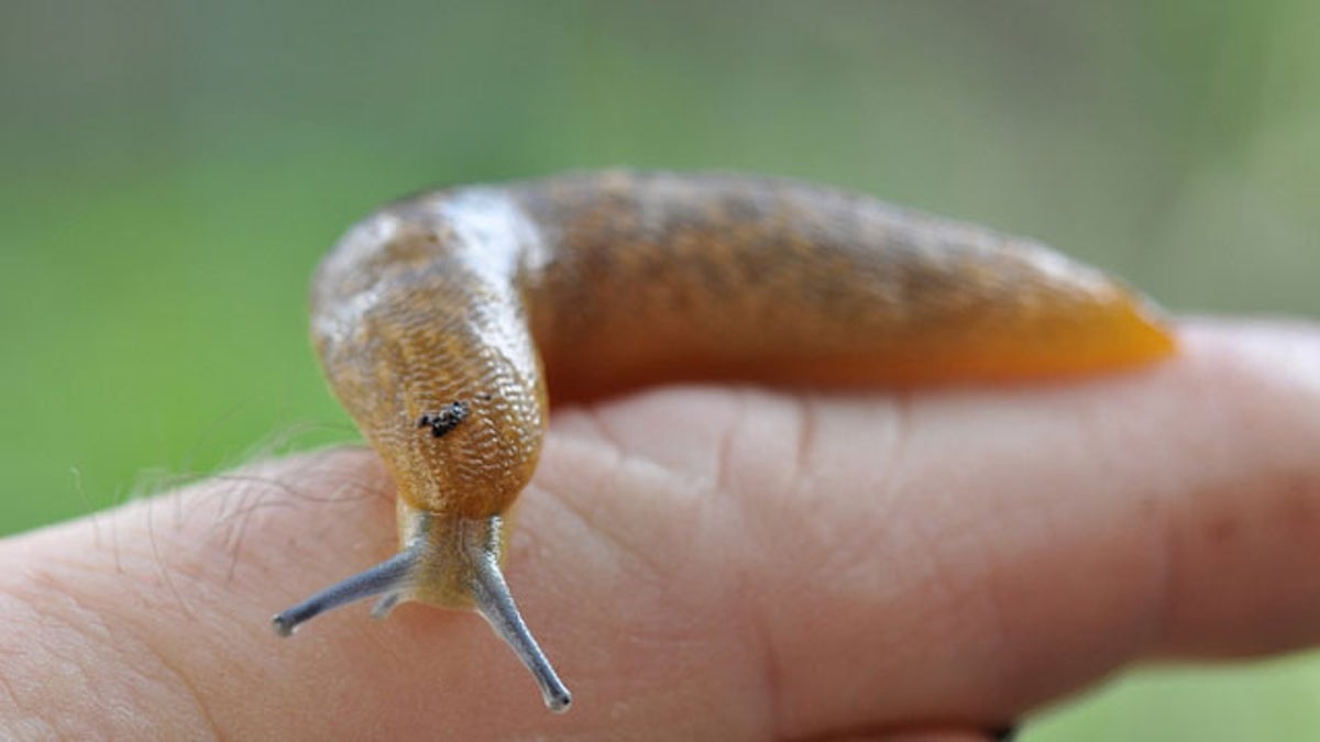 'Slug Glue' Could Replace Stitches