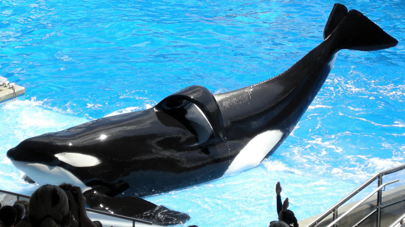 SeaWorld Challenges Ban on Contact with Orcas