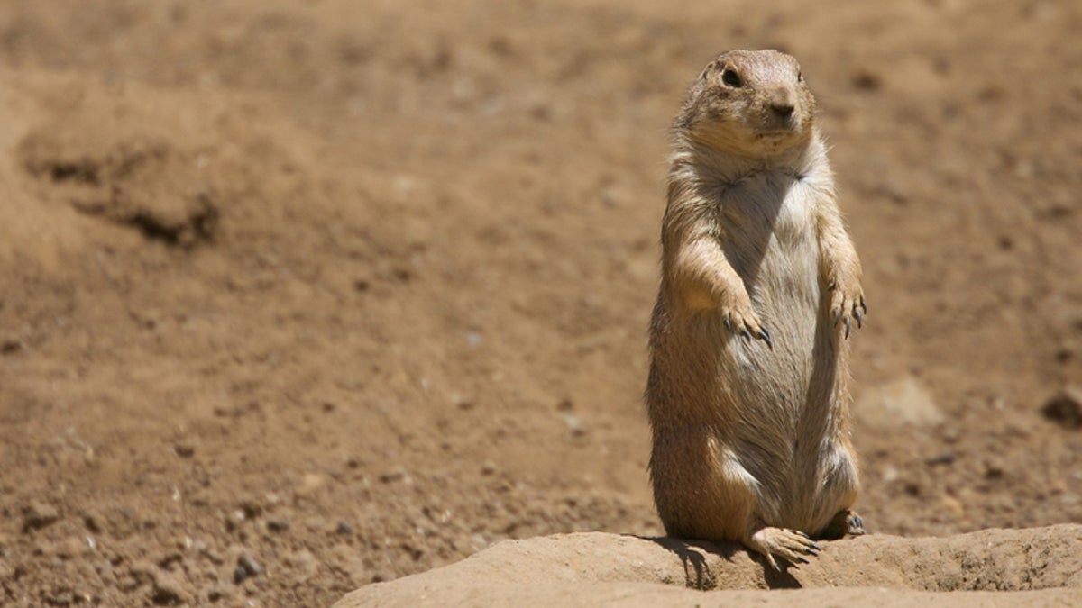 Watch: Prairie Dogs Do the Wave