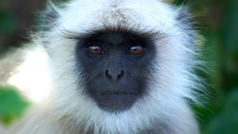 Harvard Fined $24K for Monkey Deaths