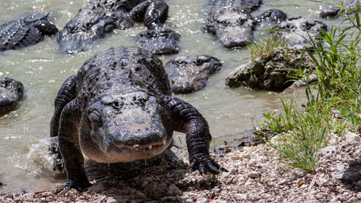 Today in Alligator News