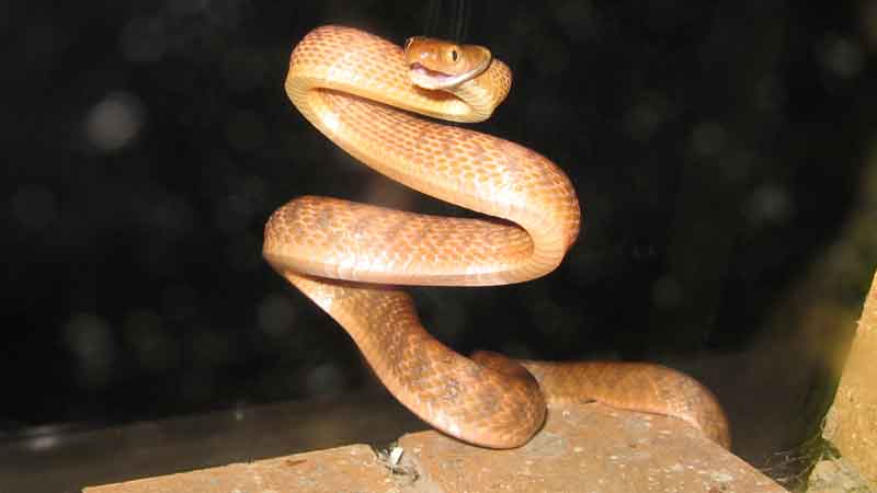 Air Force Drops Two Thousand Poison Mice on Guam