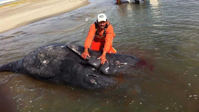 Conjoined Whales Found in Mexico