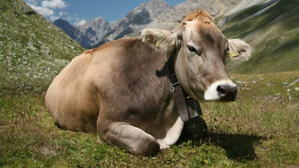 Flatulent Cows Detonate Dairy Farm