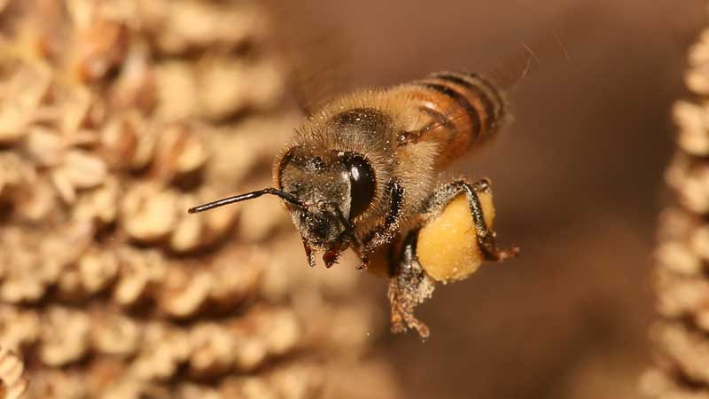 Microchips Could Save Bees