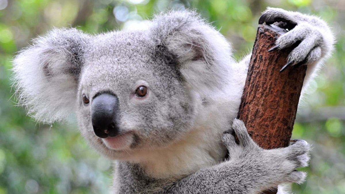 Koala Bellowing Explained