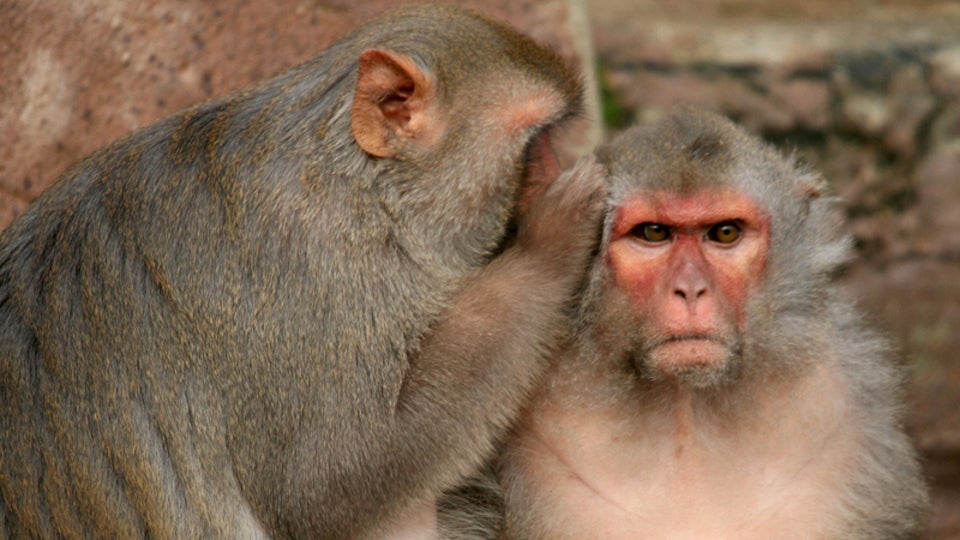 Scientists Create Monkey Avatar