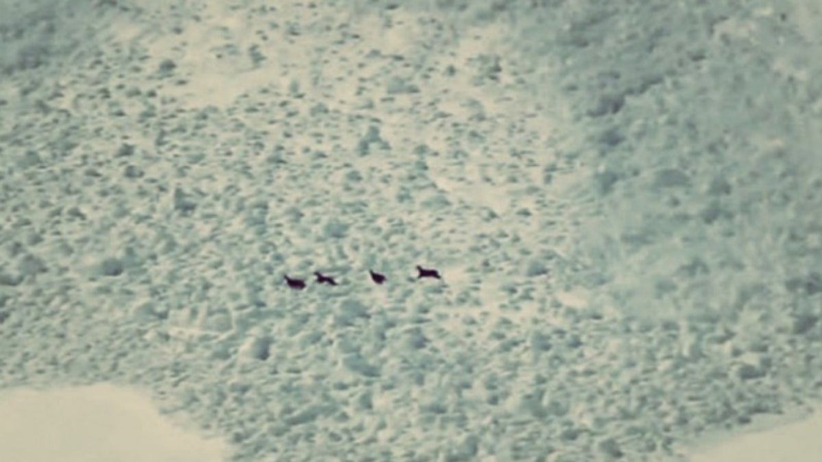 Watch: Goats Outrun Avalanche