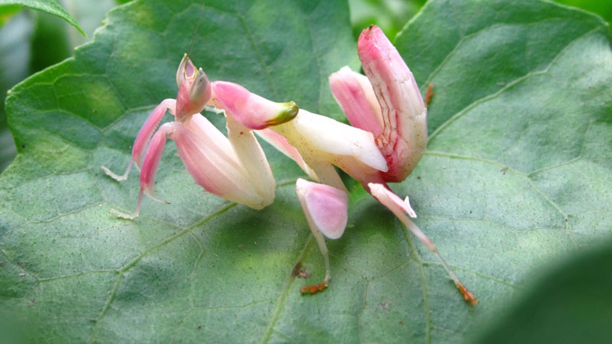 Orchid Mantis Lures Prey with Beauty