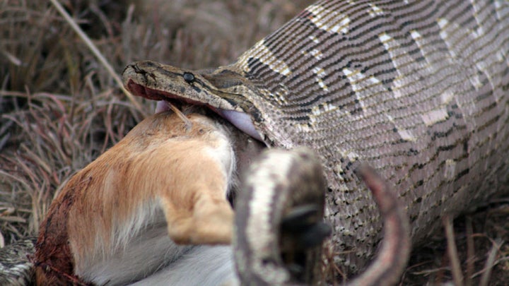 Killer Python Escapes Capture