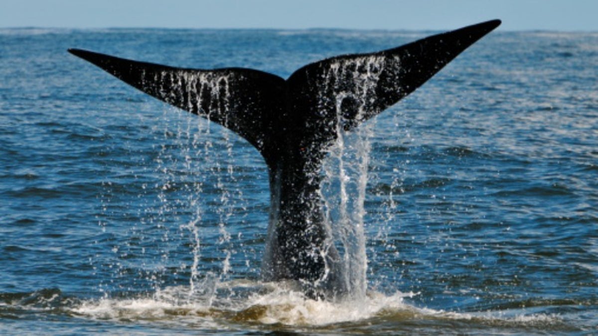 Studying Whales from Space