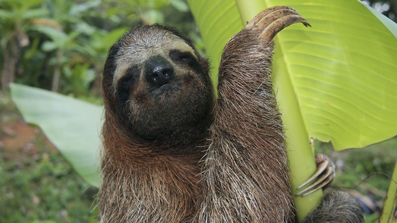 Sloth Mysteries Revealed
