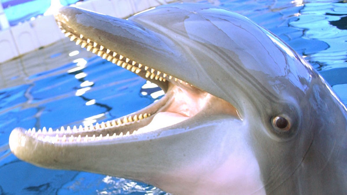 Dolphins Gather, Get High