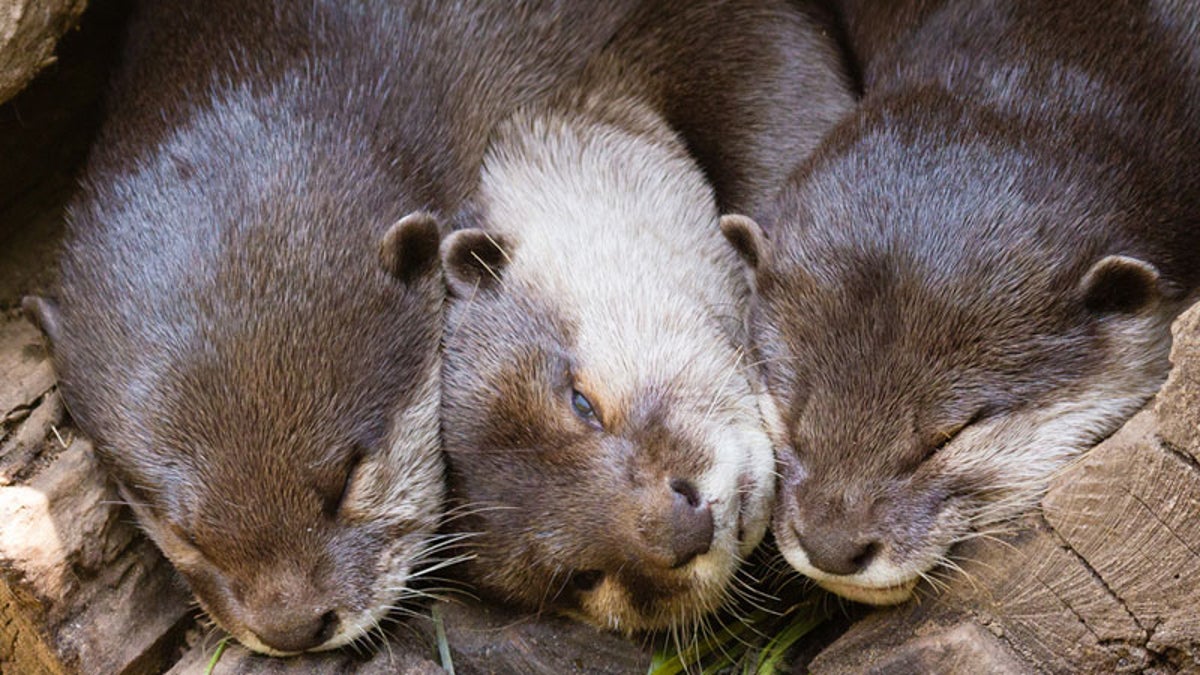 Otter Devours Alligator