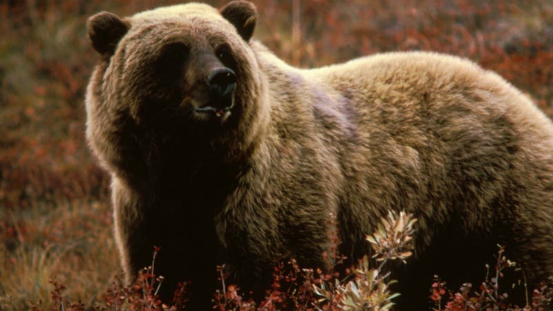 biggest bear in the world