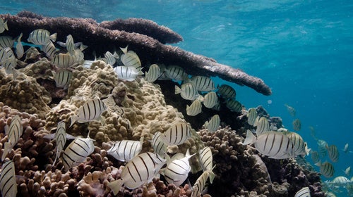 The Incredible Hawaiian Marine Ecosystem