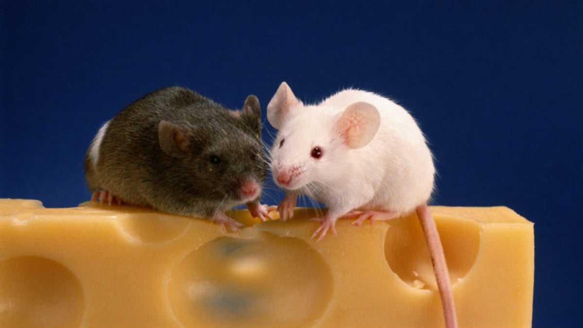 Young Blood Reverses Aging in Mice