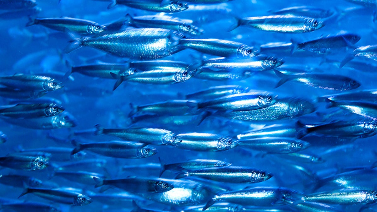 Fish Rain in Sri Lanka