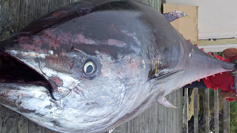 record tuna catch