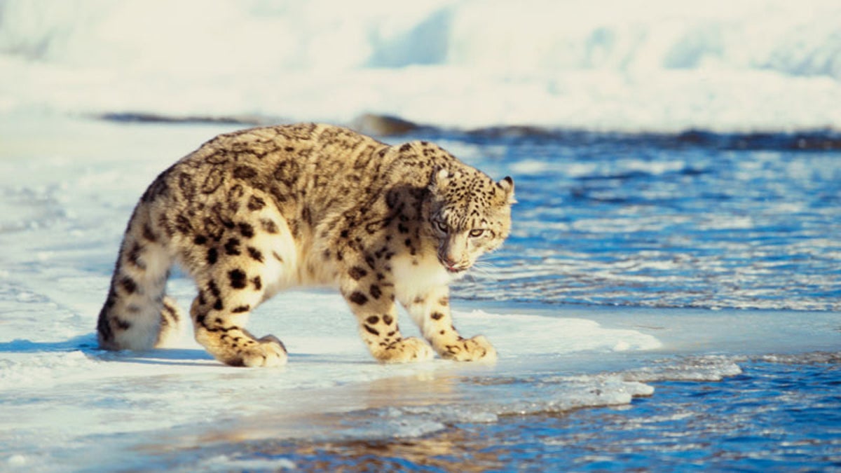 Snow Leopard Kill Caught on Camera