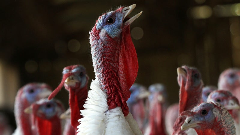 PETA Plans Turkey Memorial in Iowa