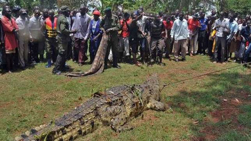One-Ton Crocodile Captured