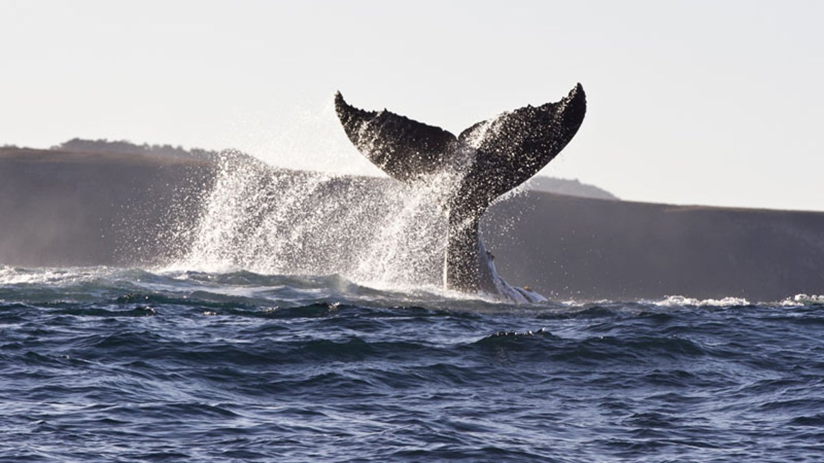 Whip-Slapped by a Whale
