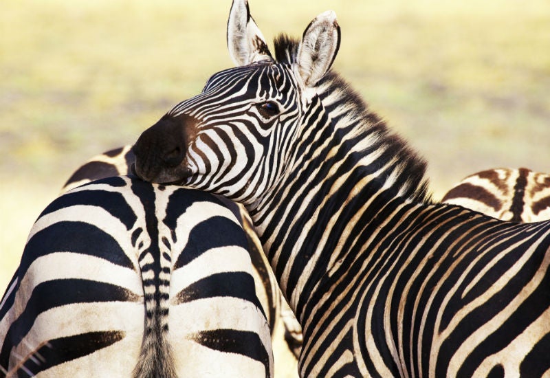 Why Do Zebras Have Stripes?