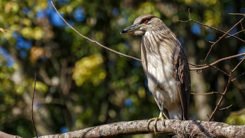 Baby Birds Fed into Wood Chipper