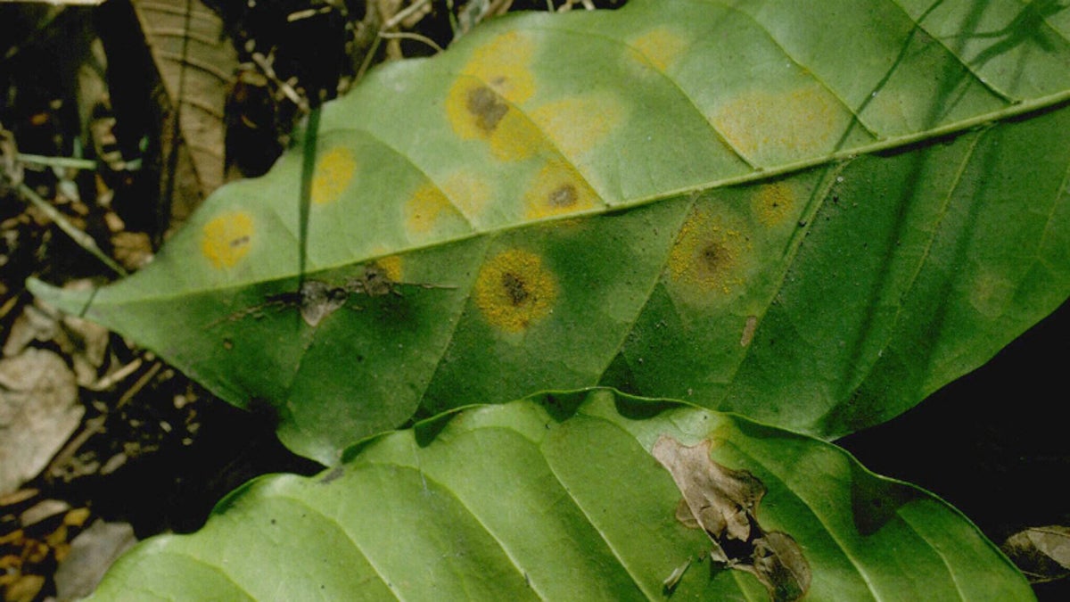 Coffee Rust Threatens to Send Prices Sky-High