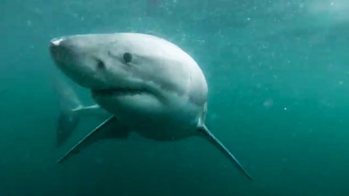 That Viral Shark Video from Australia?