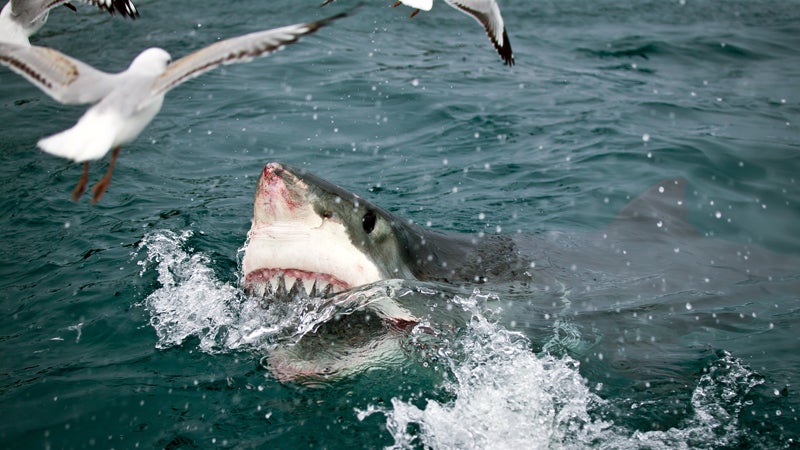 "Jaws" Tourism Waves over Cape Cod