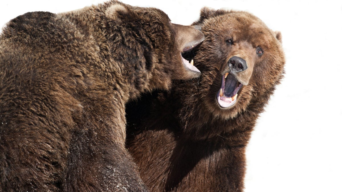 Not Your Average Bear Cam Video