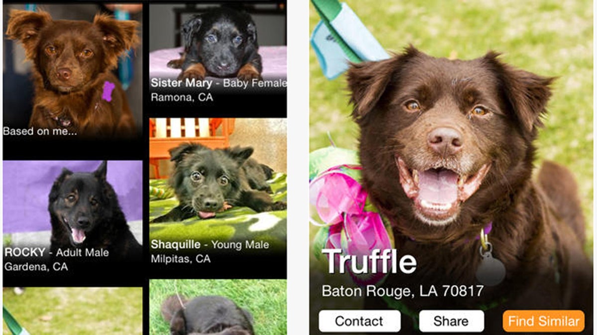 PetMatch App Finds Look-Alike Dogs