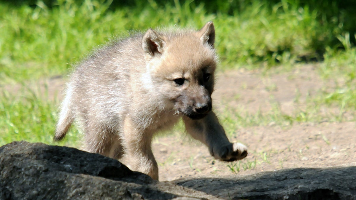 Famous Gray Wolf Fathers Pups