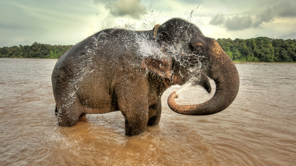 Elephants Worth More Alive Than Dead