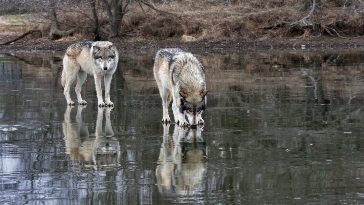 The Endangered Grey Wolf In Wyoming