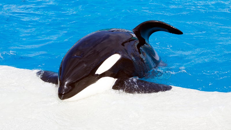 SeaWorld Earnings Flop