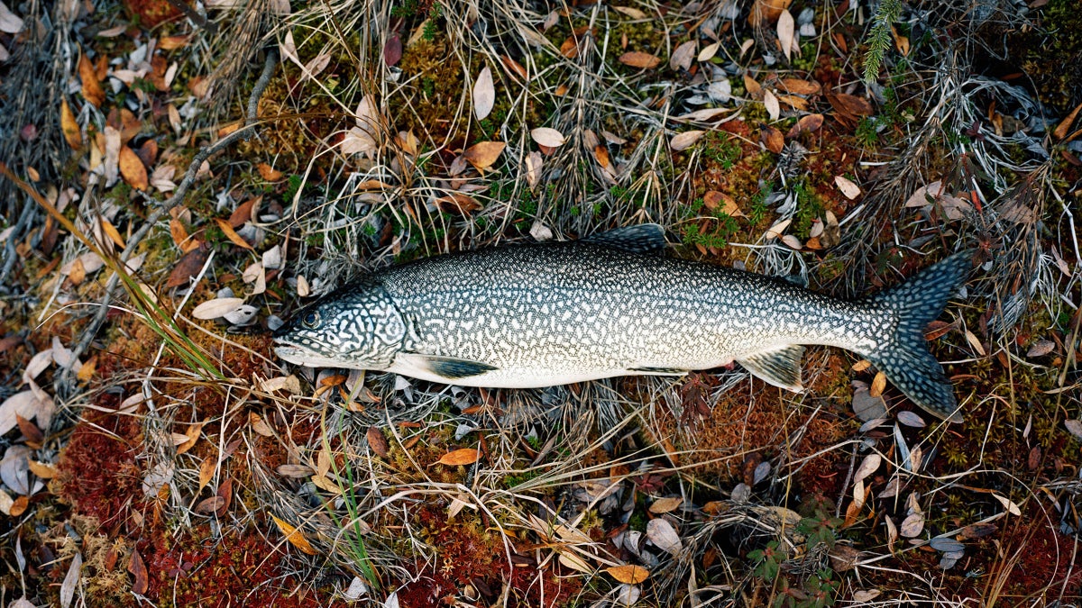 Finding Solitude and Wilderness in the Canadian Yukon - Outside Online