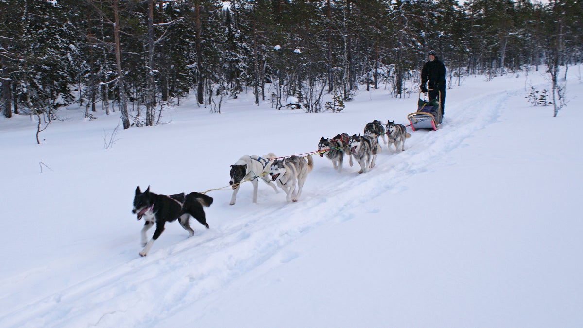 Warm Weather Forces Iditarod Farther North